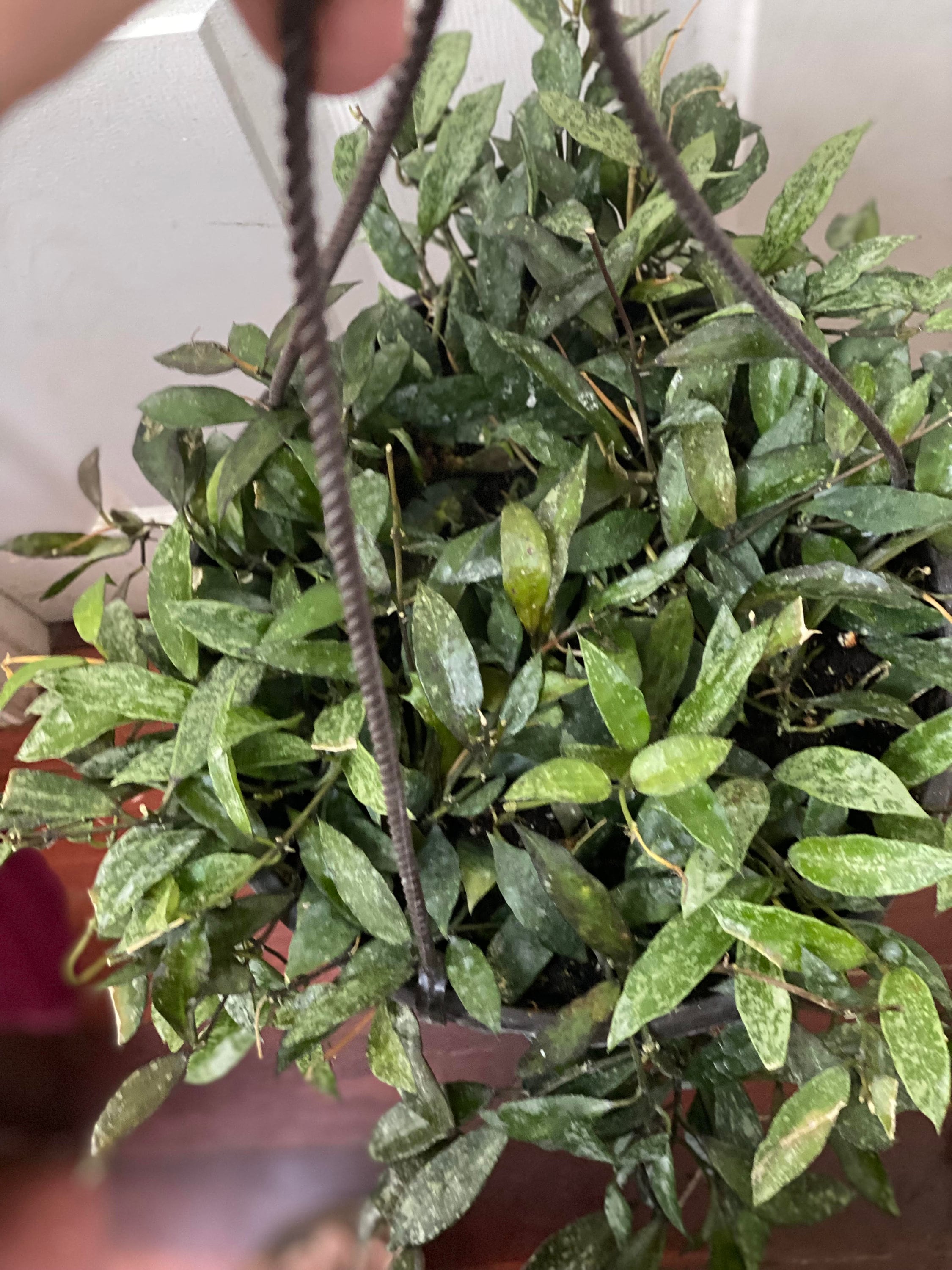 Hoya snow Caps Hoya Lacunosa Albo Unrooted - Etsy