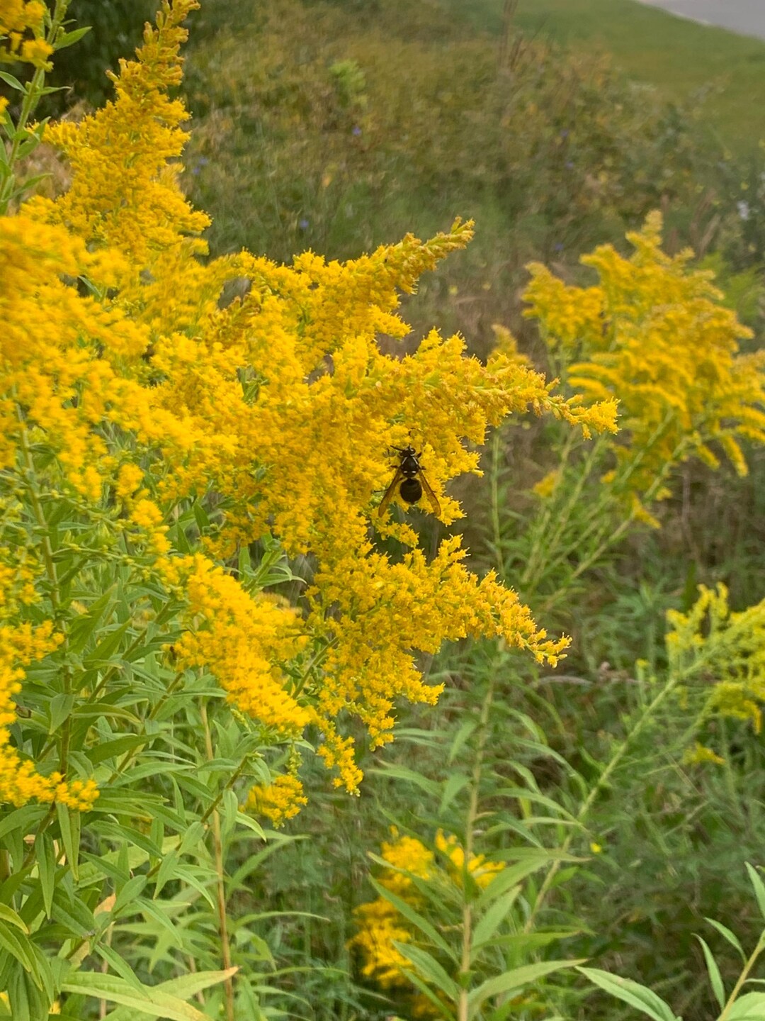 Canada Goldenrod, Canadian Goldenrod, Solidago Canadensis, Tall Goldenrod, Giant Goldenrod, Dry ...