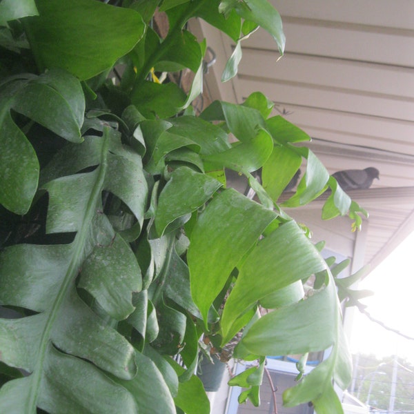Fern Leaf Cactus - Etsy