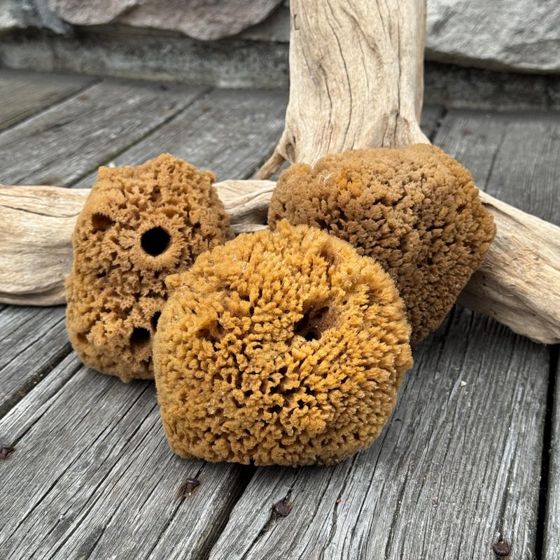 Sea Sponges - Etsy