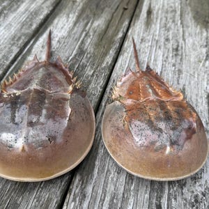 One Real Horseshoe Crab Molt- Horseshoe Crab Shed - Etsy