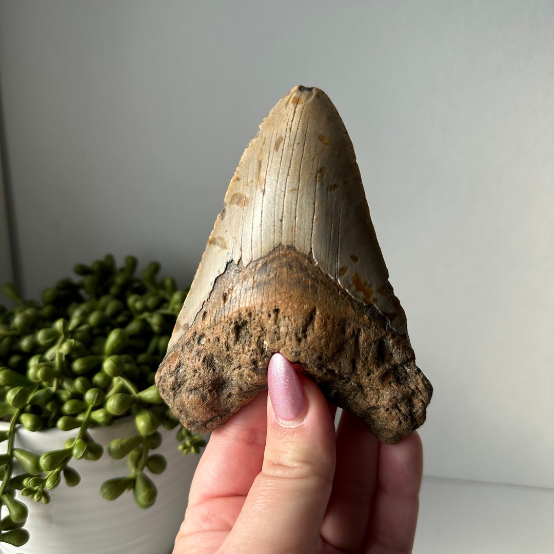 Genuine Fossil Megalodon Prehistoric Shark Tooth 4.7 Inches Long - Etsy