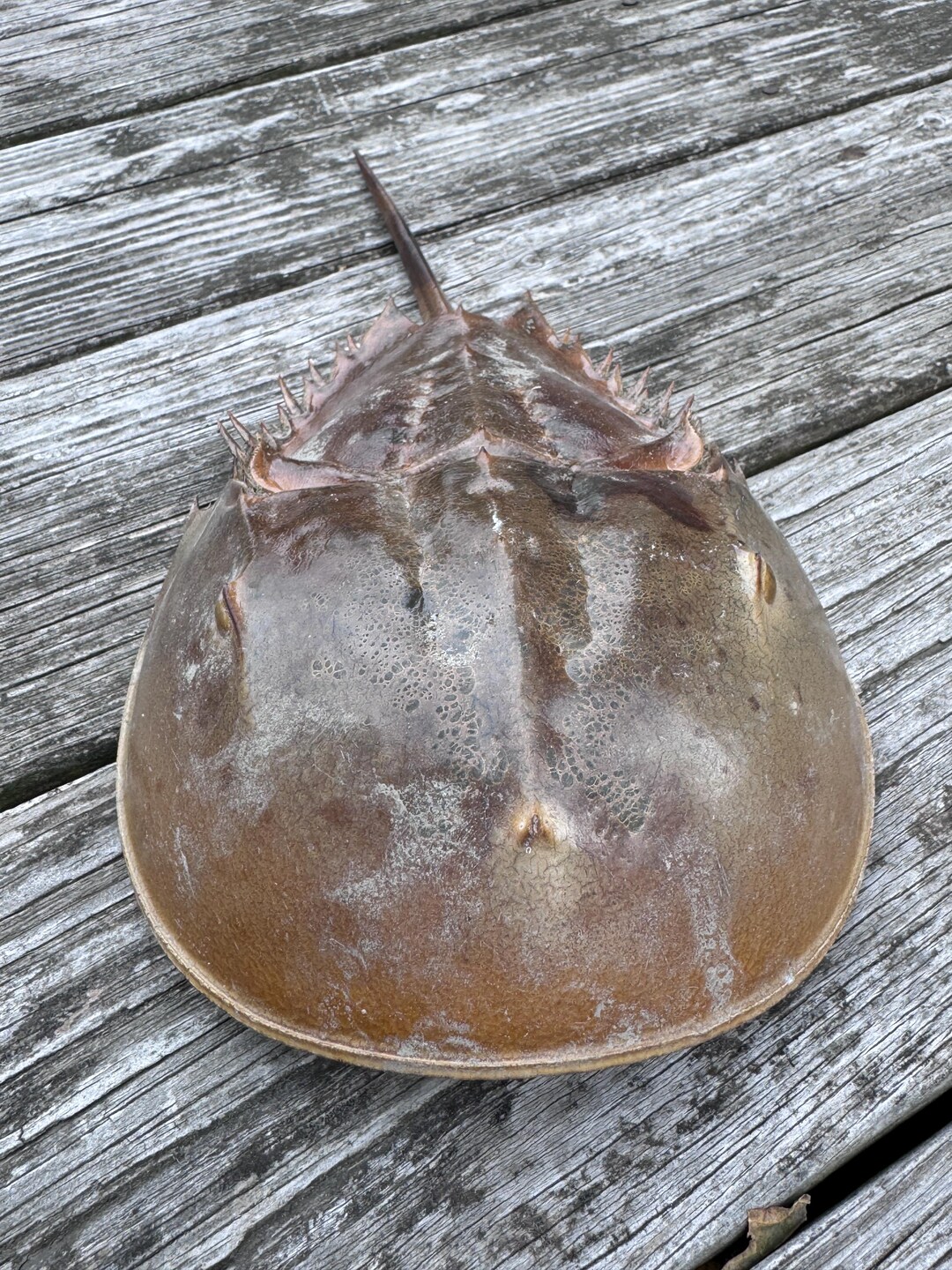 13 Inch Long Real Horseshoe Crab Molt Horseshoe Crab Shed - Etsy