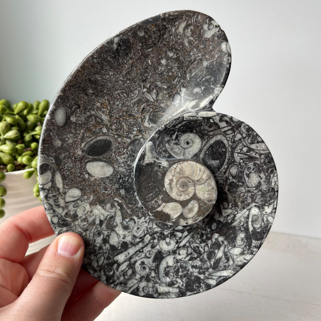 Orthoceras & Goniatite Ammonite Spiral Fossil Bowl - Etsy