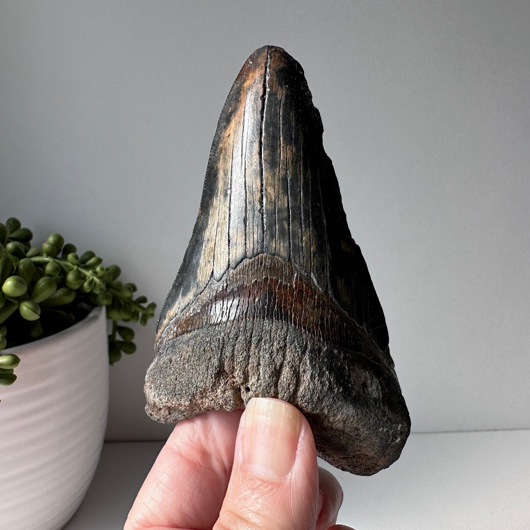 Genuine Fossil Megalodon Prehistoric Shark Tooth 4.2 Inches Long - Etsy