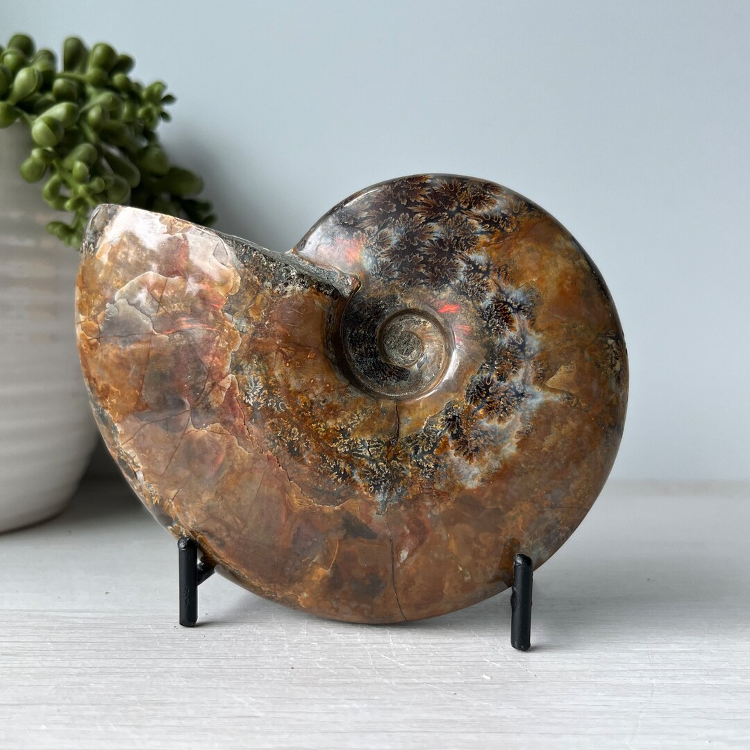 Whole Red Opalized Fire Ammonite on Metal Stand - Etsy