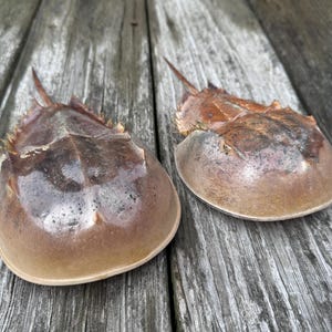 One Real Horseshoe Crab Molt- Horseshoe Crab Shed - Etsy