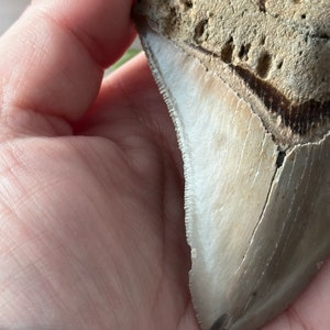 Genuine Fossil Serrated Edge Megalodon Prehistoric Shark Tooth 3.7 ...