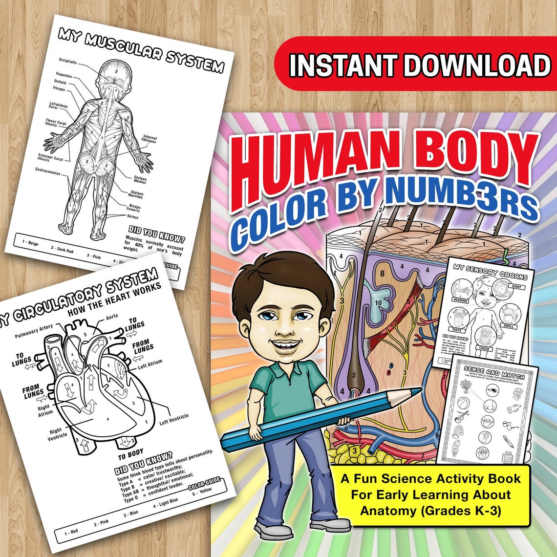 30 Human Body Color by Numbers Human Body Coloring Book Anatomy ...