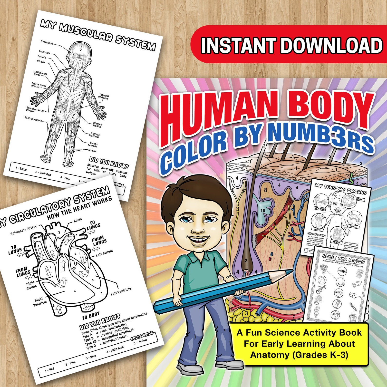 30 Human Body Color by Numbers Human Body Coloring Book Anatomy ...