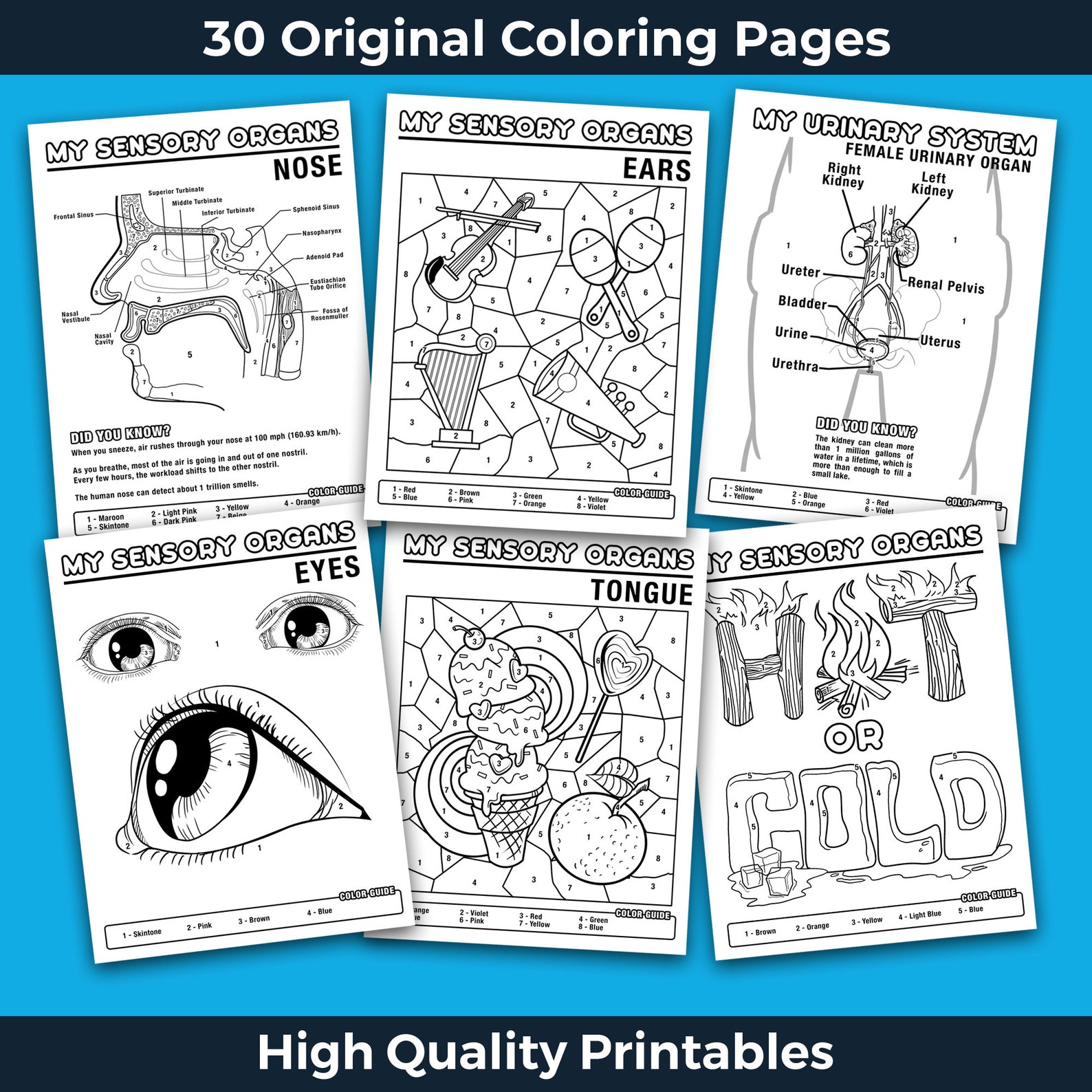 30 Human Body Color by Numbers Human Body Coloring Book Anatomy ...