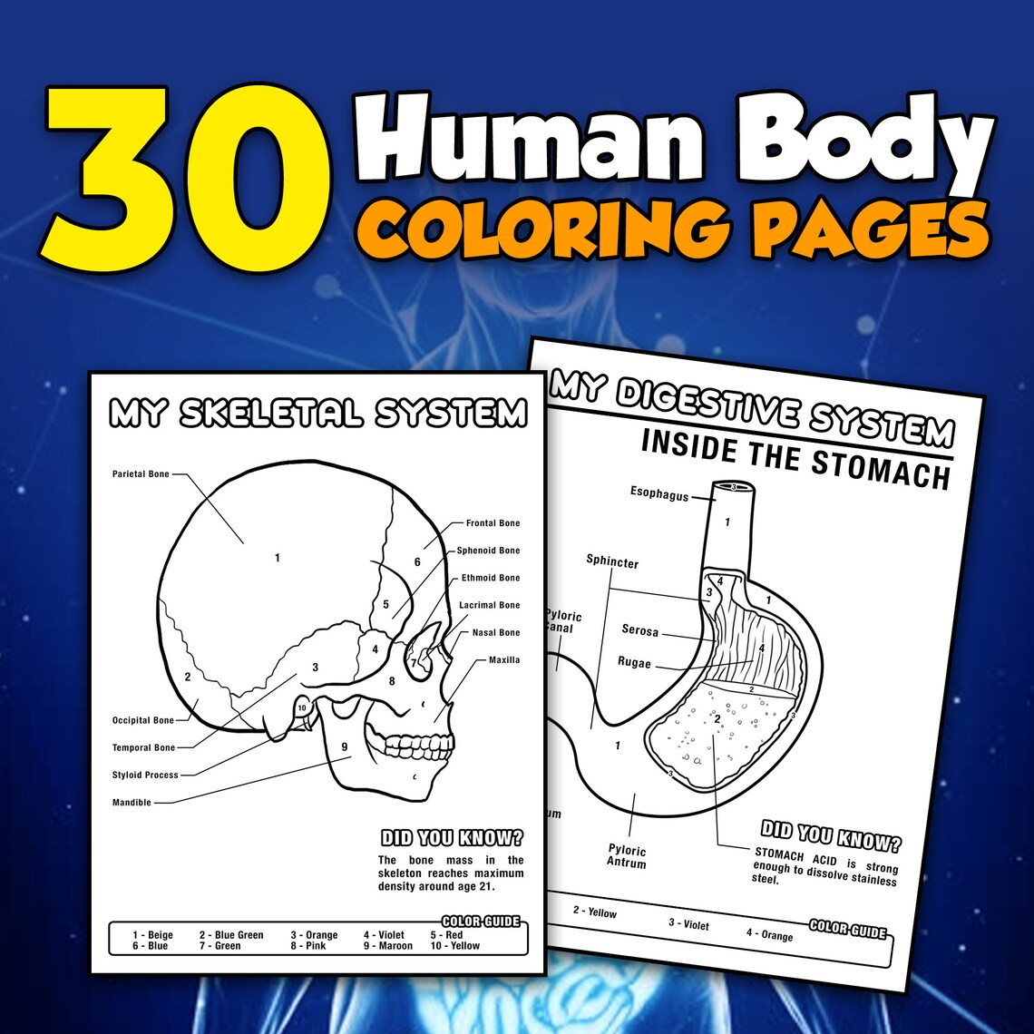 30 Human Body Color by Numbers Human Body Coloring Book - Etsy
