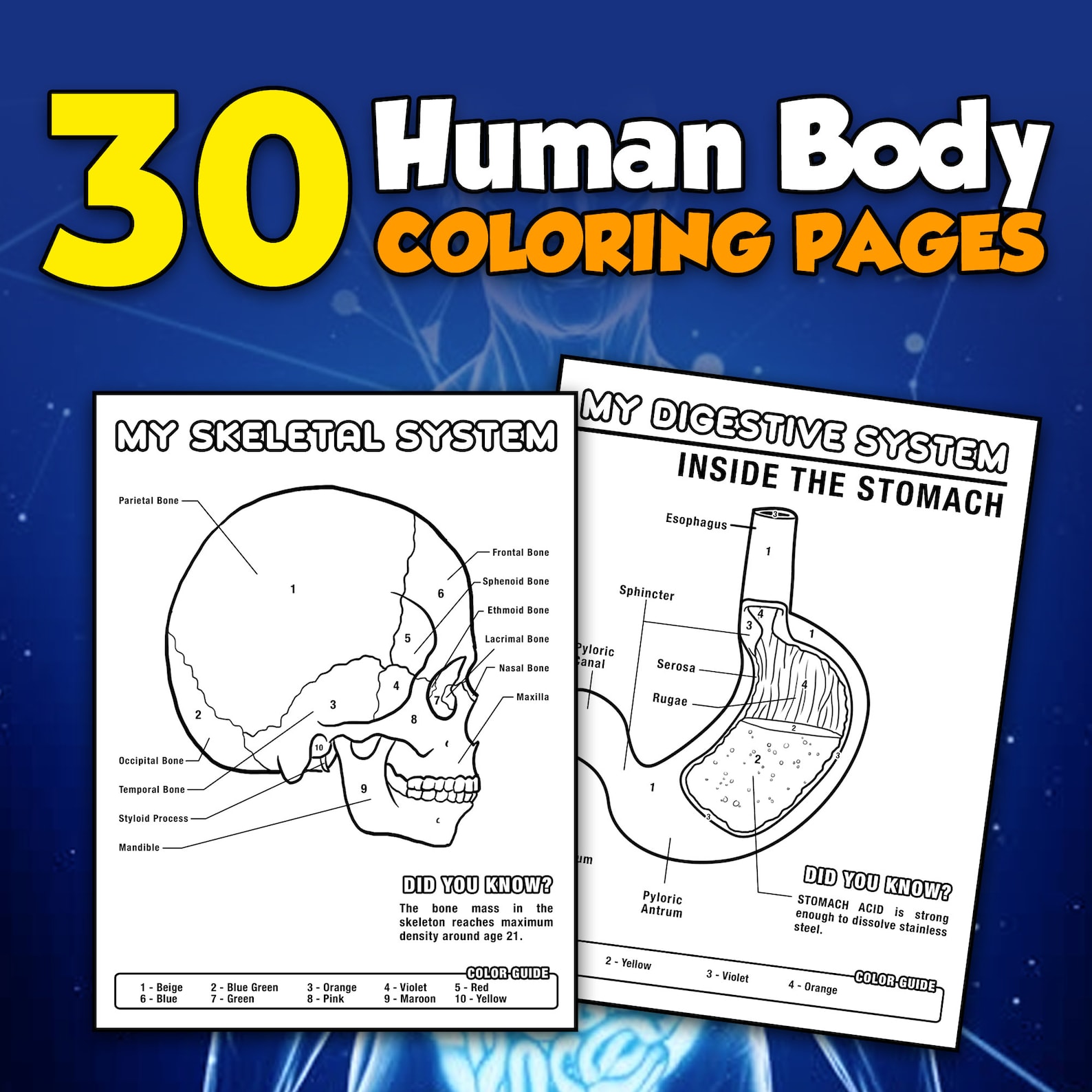 30 Human Body Color by Numbers Human Body Coloring Book Anatomy ...