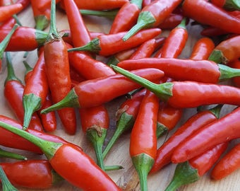 Indian pepper | Etsy