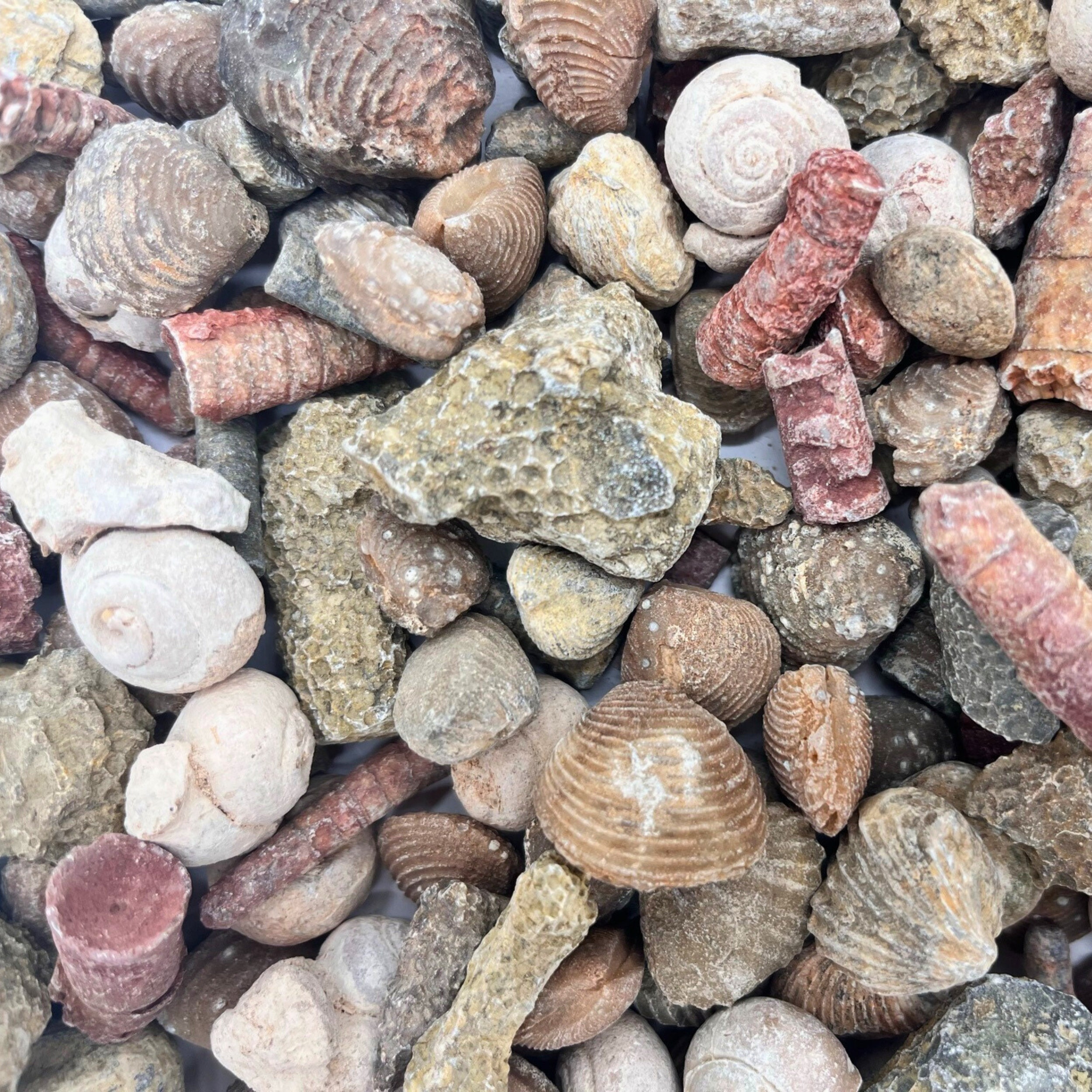 Fossil Mix | Bag of Genuine Fossils | Gastropods Crinoids Brachiopods ...