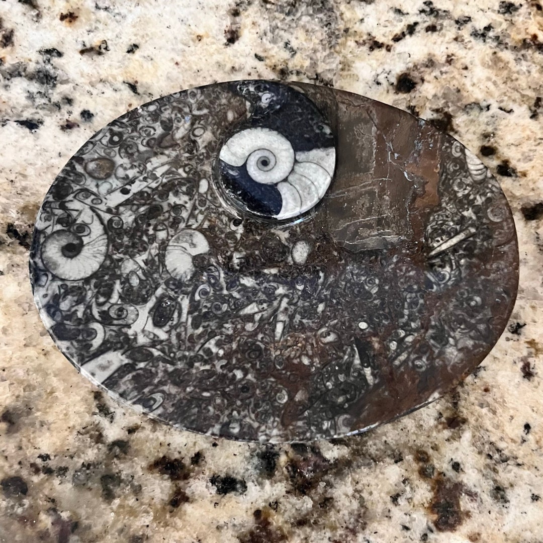 Fossil Orthoceras Bowl Soap Dish, Crystal Charging Bowl, Natural ...