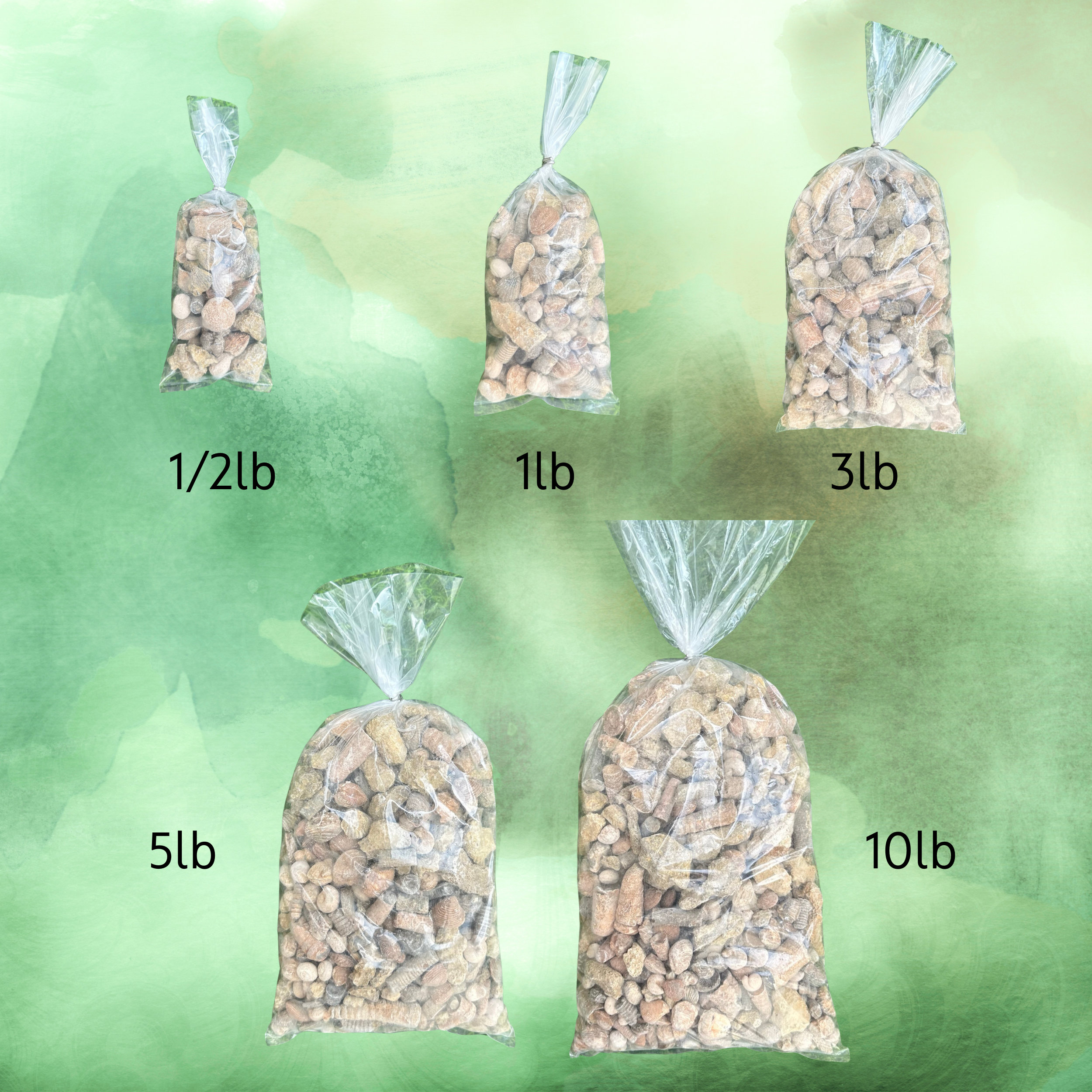 Fossil Mix | Bag of Genuine Fossils | Gastropods Crinoids Brachiopods ...