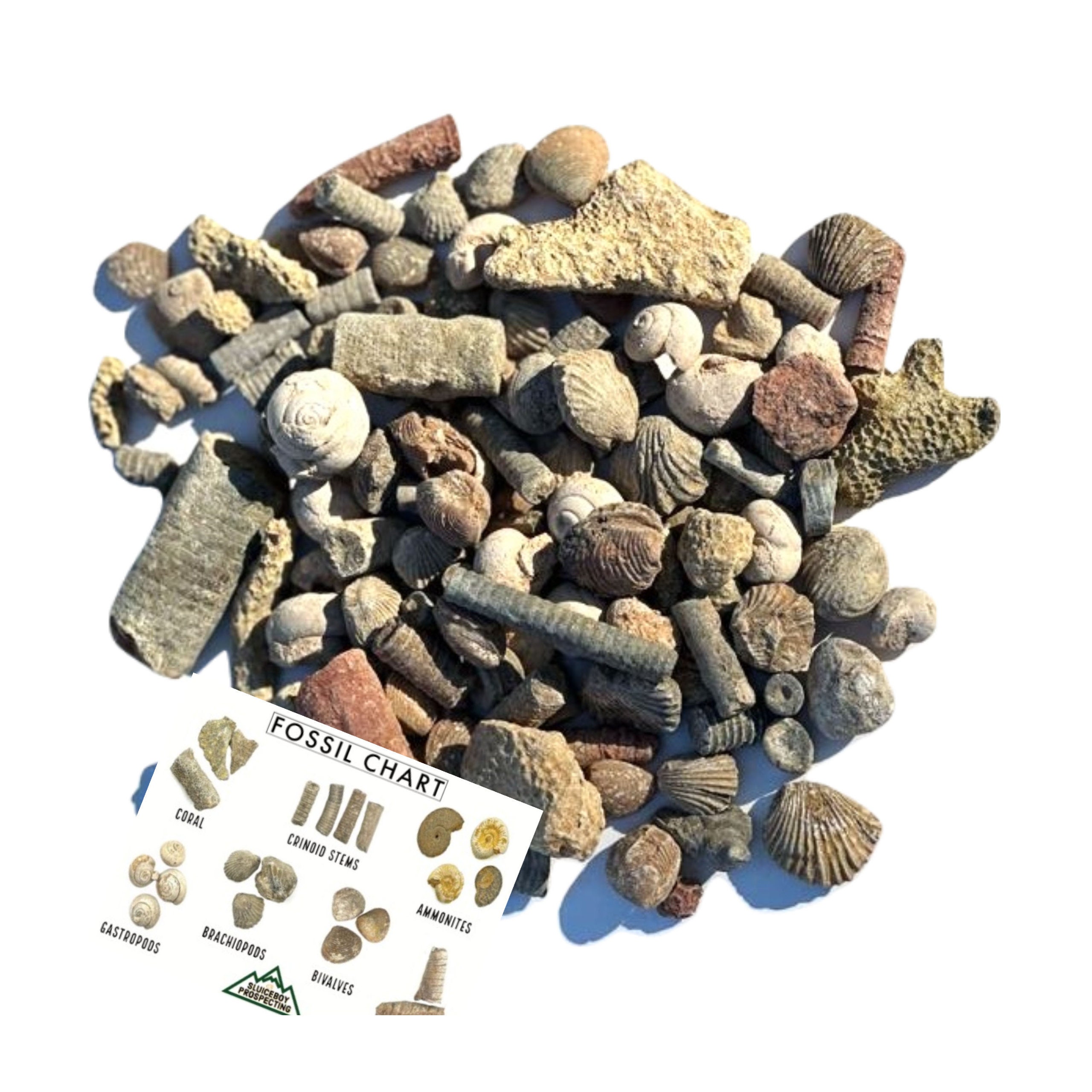 Fossil Mix Bag of Genuine Fossils Ammonites Crinoids - Etsy