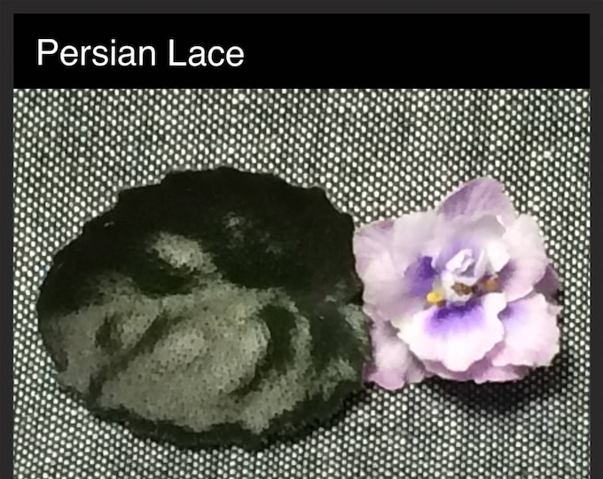 Persian Lace - African Violet - Semi-miniature - Fresh Cut Leaf Pack ...