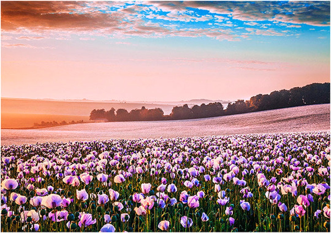 White Opium Poppies Poppy Field Dawn Sunrise Marlborough Downs ...