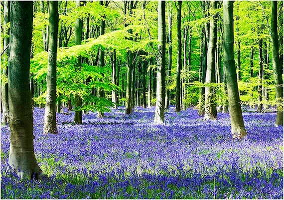 Woodland Bluebells Into The Blue Bluebell Woods In Sussex
