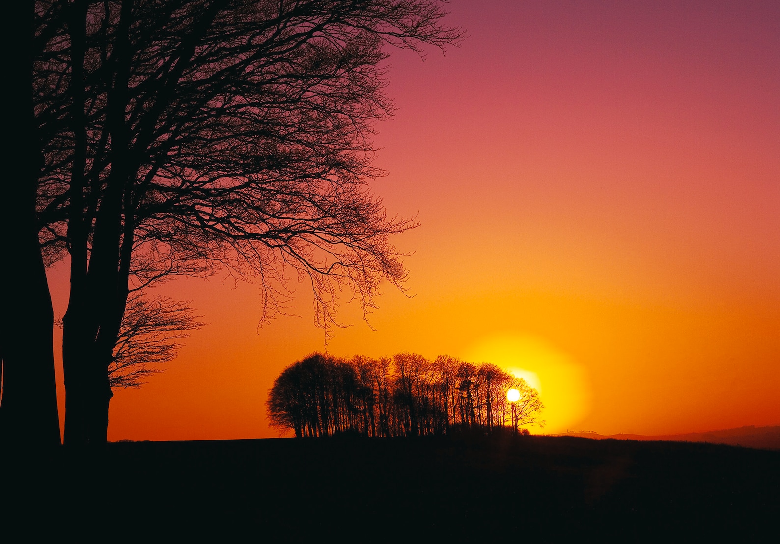 Silhouetted Beech Clump Trees Fiery Red Orange Sunset Sky Black Tree ...