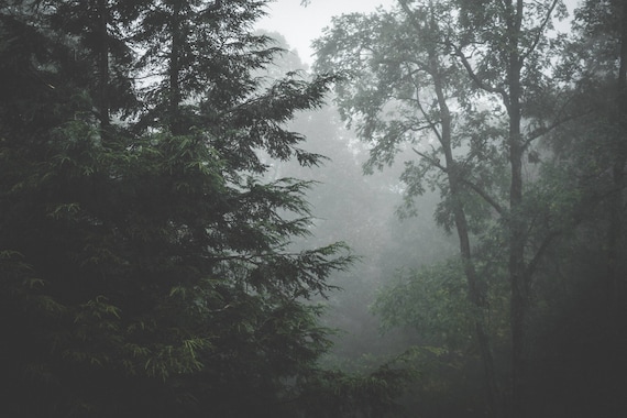 Trees in the Rain Wall Art | Etsy