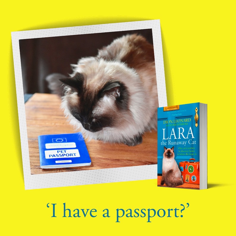 Lara the Runaway Cat Paperback Edition Autographed and Pawtographed - Etsy