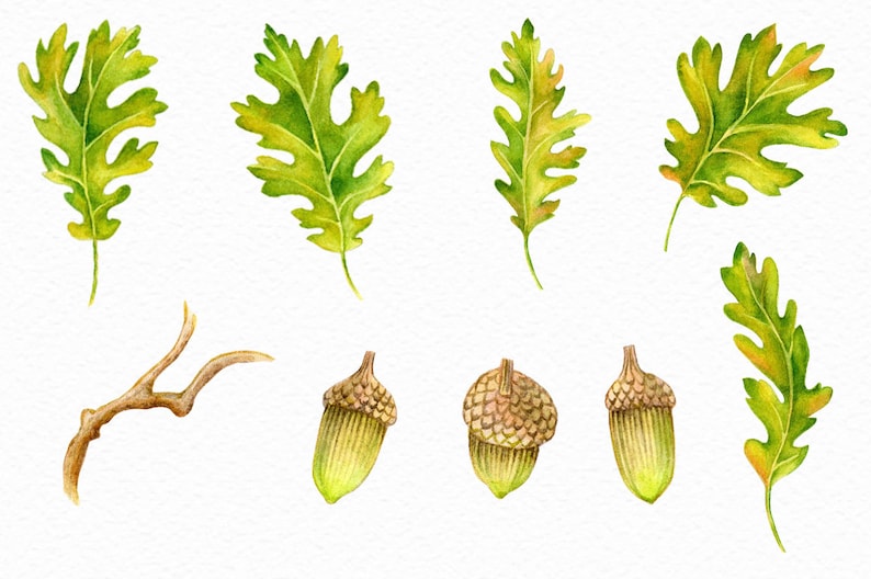 Watercolor acorns clip art oak leaf watercolor fall wreath | Etsy Watercolor acorns clip art oak leaf watercolor fall wreath | Etsy