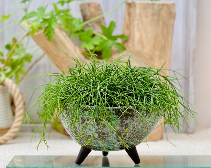 Shallow Three Legged Planter With Drainage - Etsy