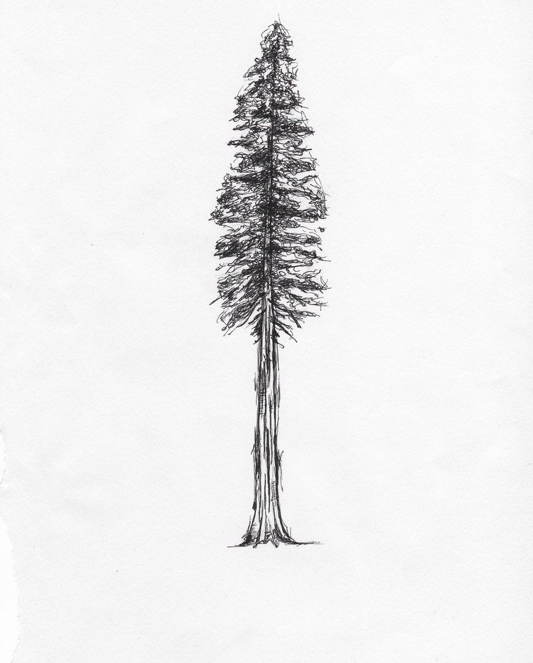 Redwood Tree Outline