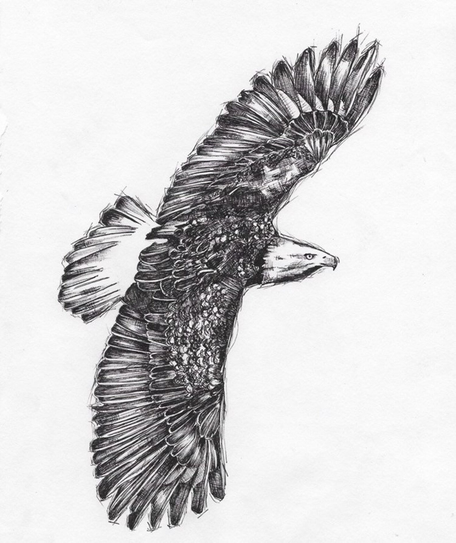 Bald Eagle Sketch, Original Artwork by Heidi Ruckman, Fine Art Print - Etsy