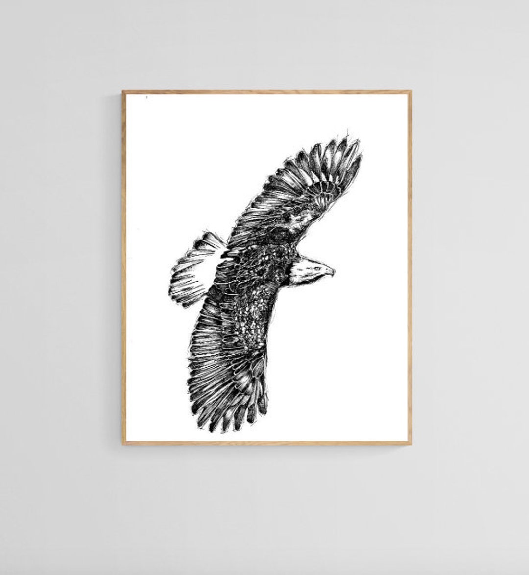 Bald Eagle Sketch, Original Artwork by Heidi Ruckman, Fine Art Print - Etsy