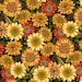 Large Sunflowers From the Autumn Flourish Collection by Studio E ...