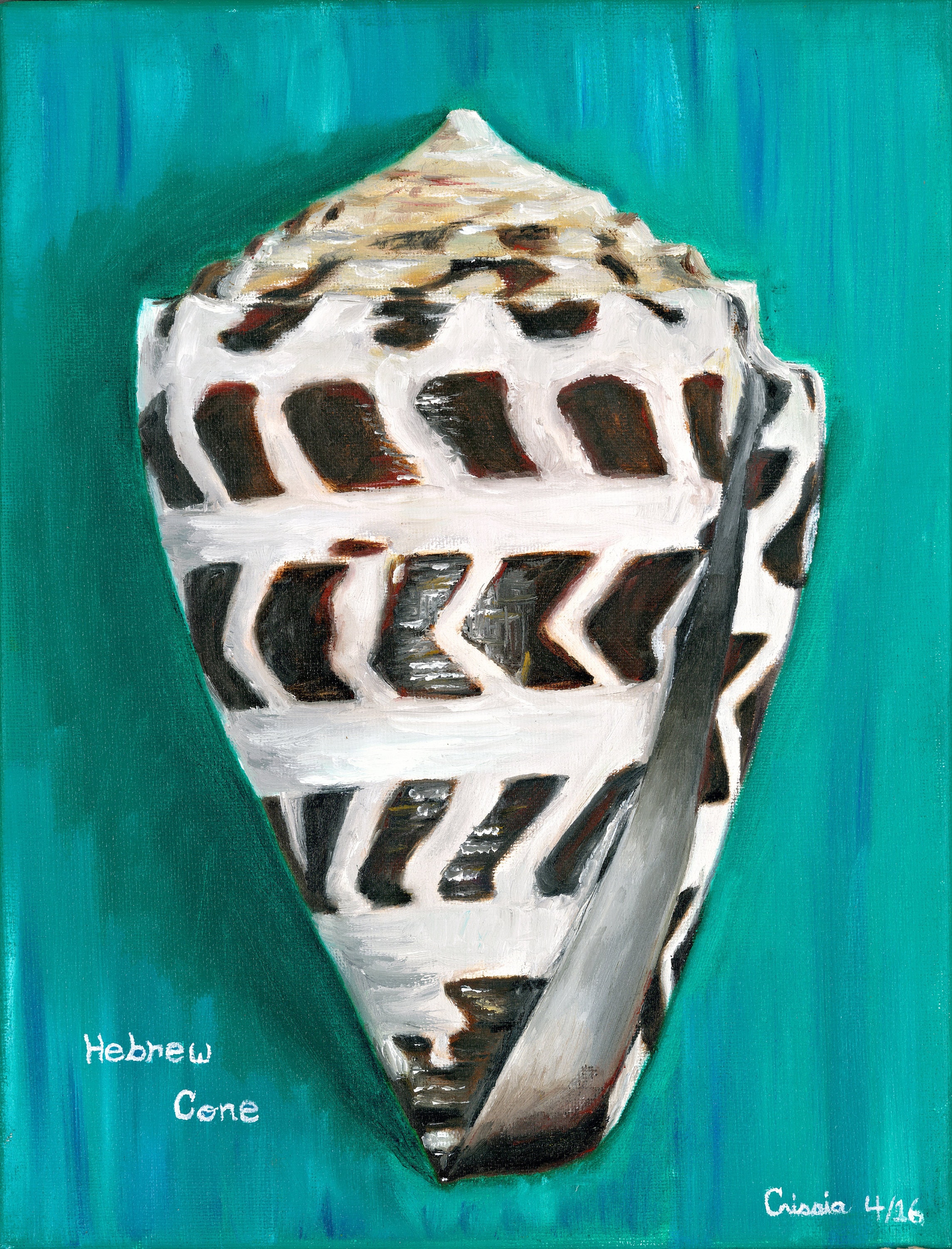 Hebrew Cone Shell Oil Painting *canvas Print* - Etsy