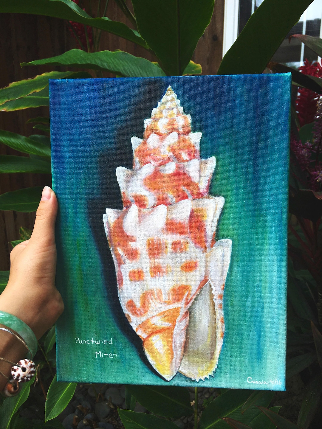 Punctured Miter Shell Oil Painting *canvas Print* - Etsy