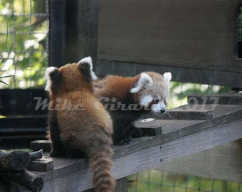 Cleveland Zoo - Etsy