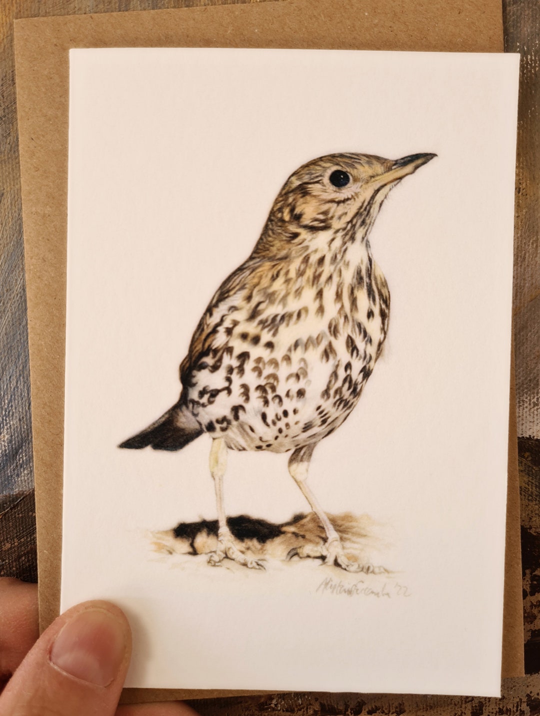 8 Pack of Song Thrush Watercolour Print Greeting Cards, for Bird Lovers ...