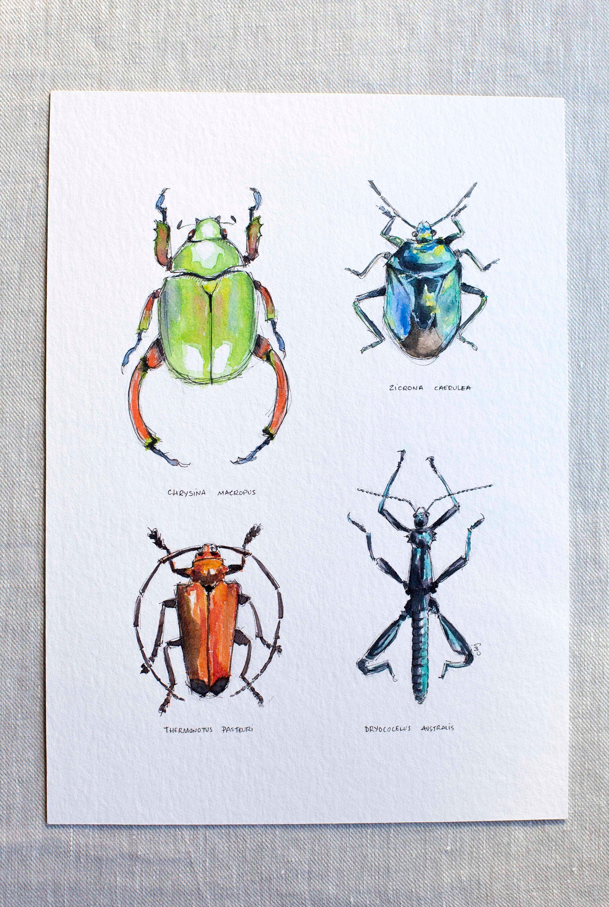 Watercolor Original Watercolor Insect Aquarelle Originale Insecte ...