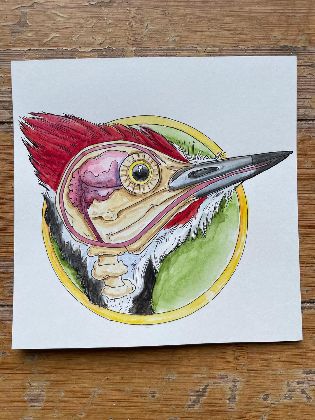 Woodpecker Anatomy Diagram Original Art Drawing, 5.5"x5.5" - Etsy