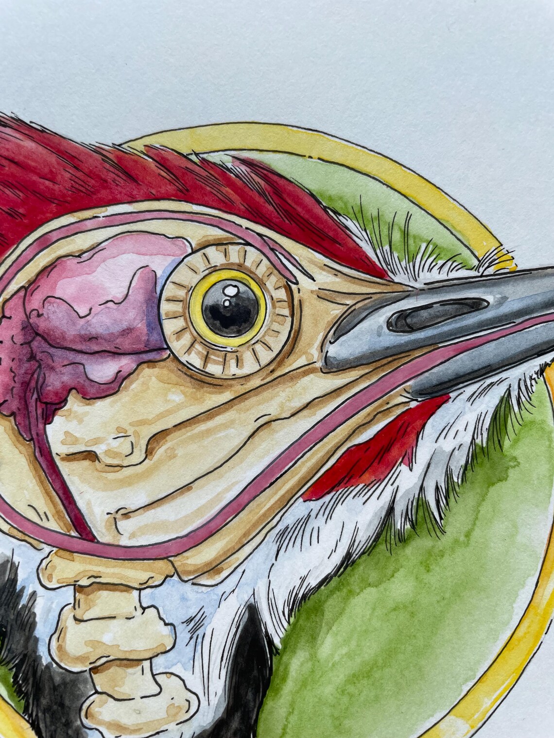 Woodpecker Anatomy Diagram Original Art Drawing, 5.5"x5.5" - Etsy