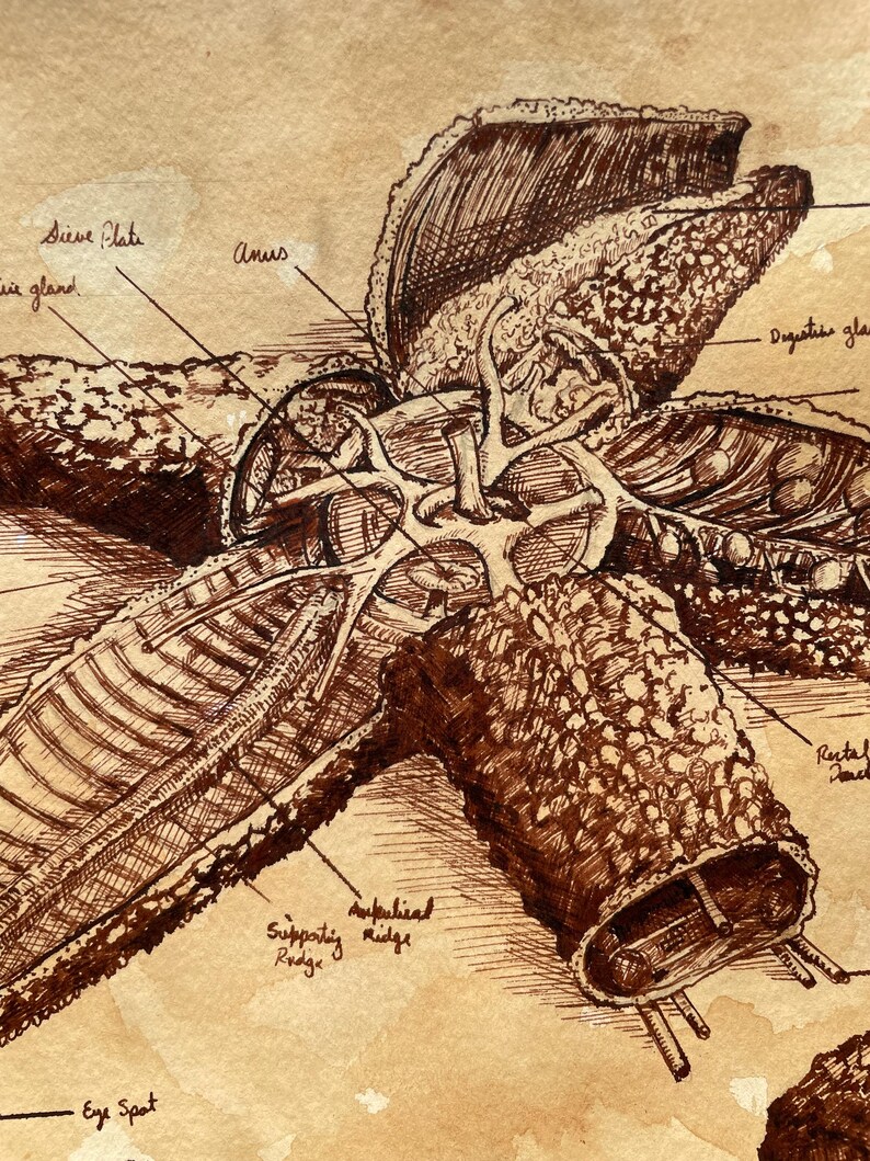 Starfish Anatomy Diagram Original Ink Drawing 9"x12" on Paper - Etsy