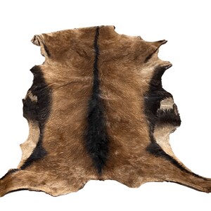 Hair on Goat Rawhide - Etsy