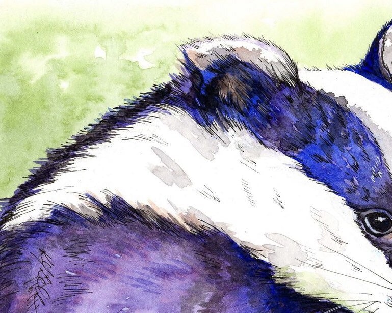 Badger Art Print from my watercolour painting. British | Etsy