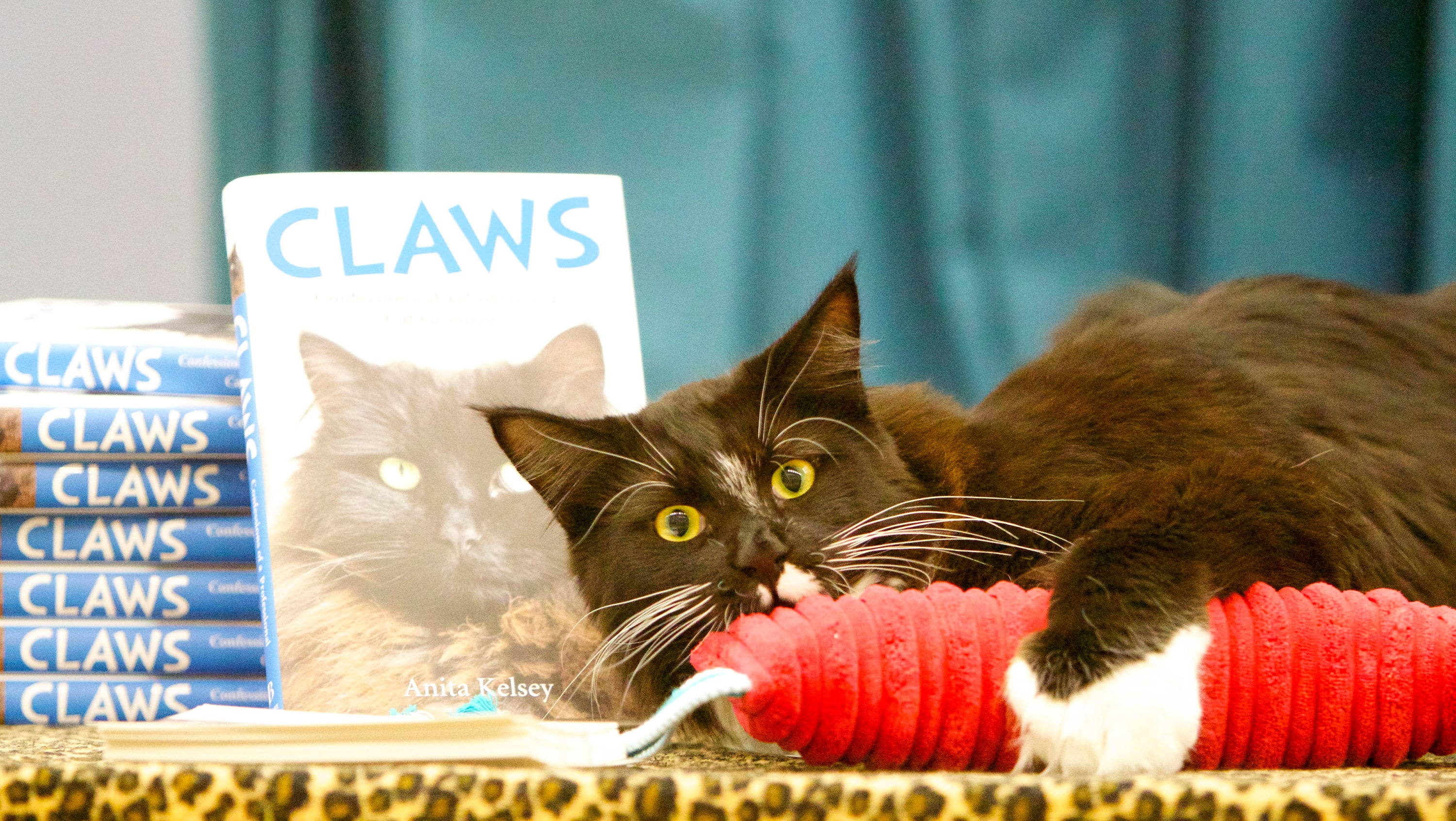 Secret Santa for Cat Lover. Cat Book Claws. Author Signed - Etsy