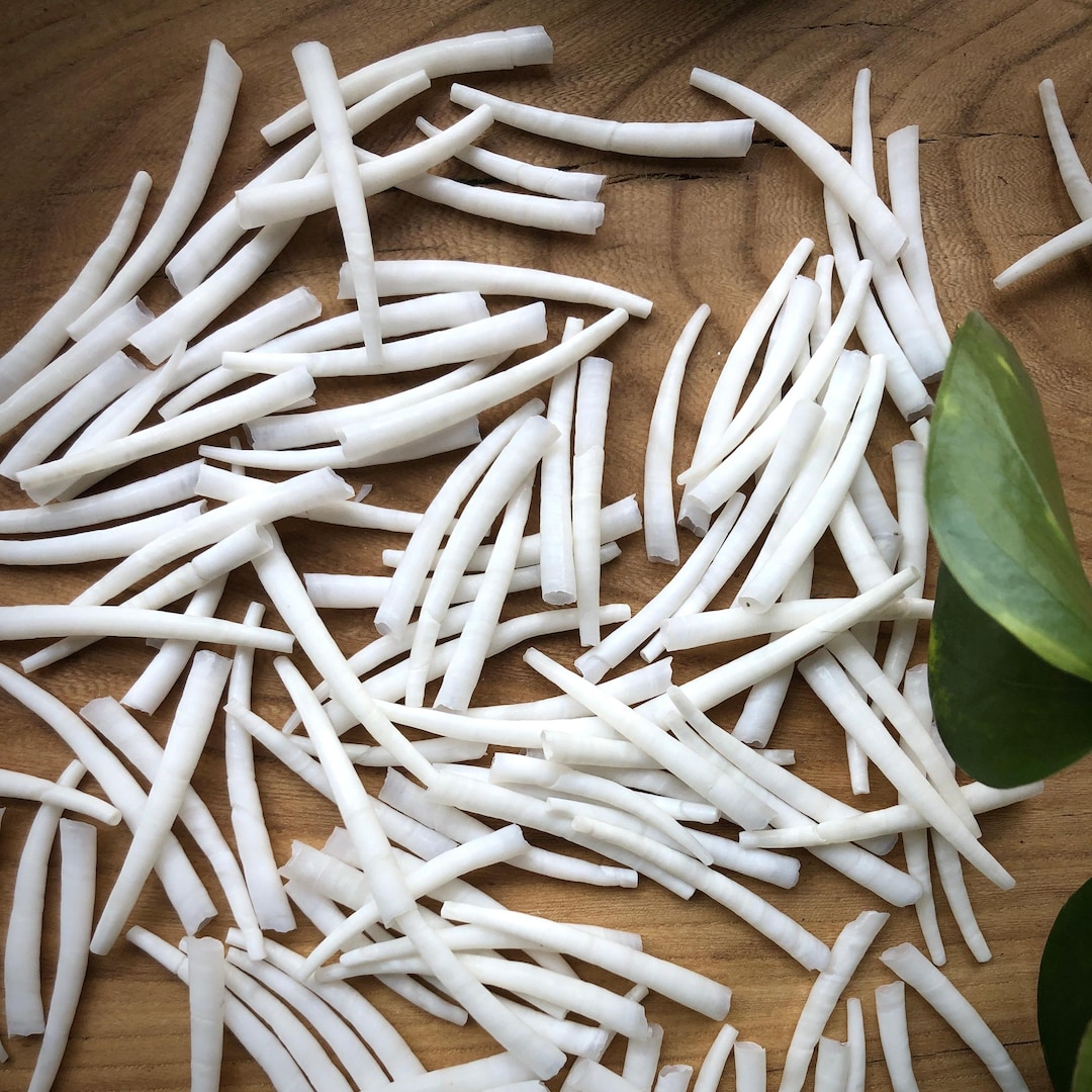 Dentalium Shells, Polished - Etsy
