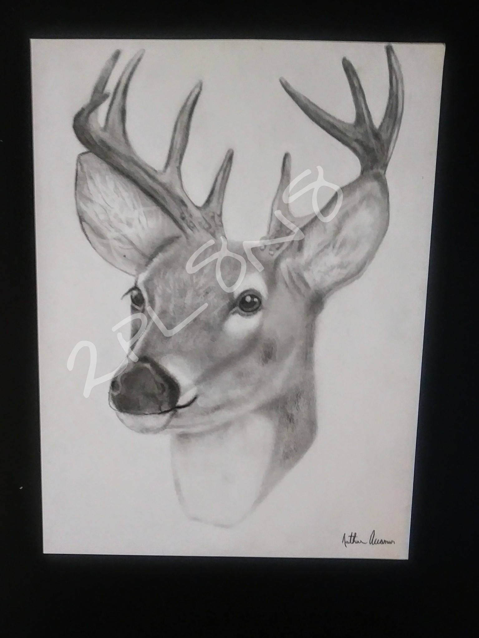 Deer Buck Drawing