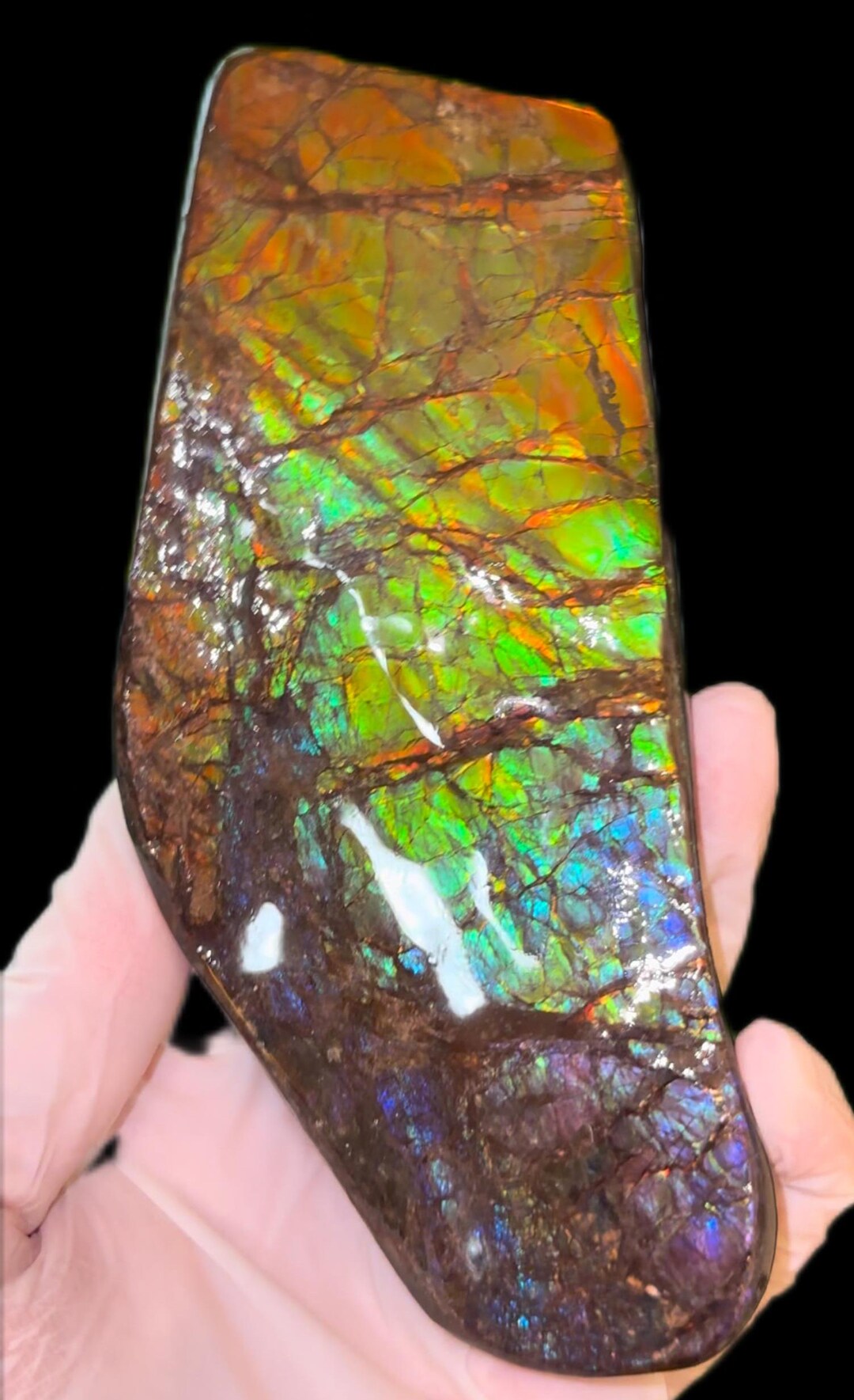 5.1 Ammolite Rough Display Stone,handheld Specimen 130x117x27mm, Rough ...