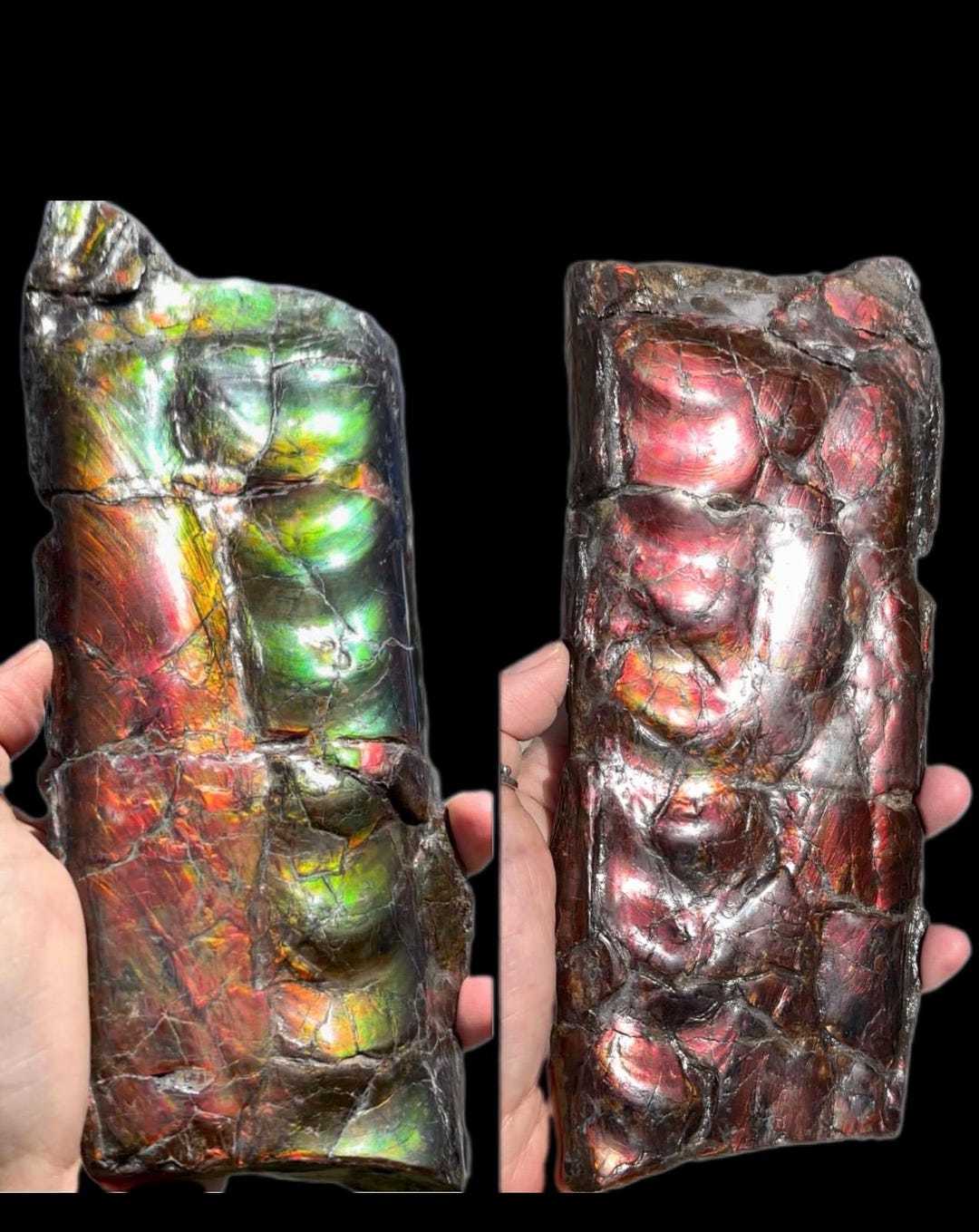 8.268" High Grade Baculite Ammolite NATURAL Hand POLISHED Gemstone ...