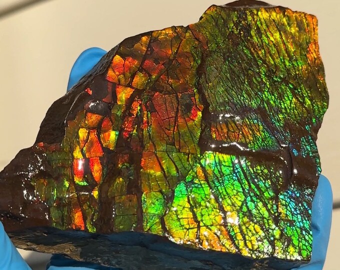 5.2 Ammolite Rough Display Stone,handheld Specimen 132mm, Rough,fossil ...